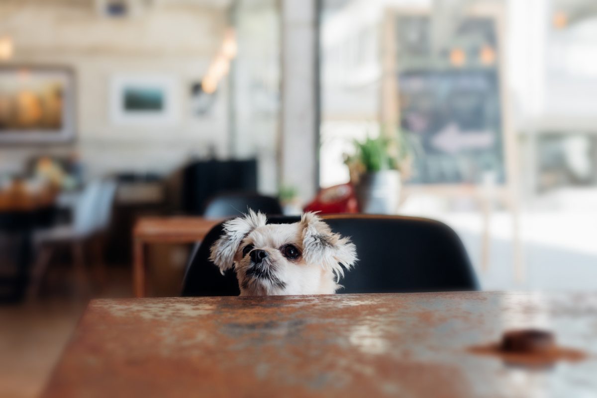 How to Start a Dog Café Business - StartUp Mindset